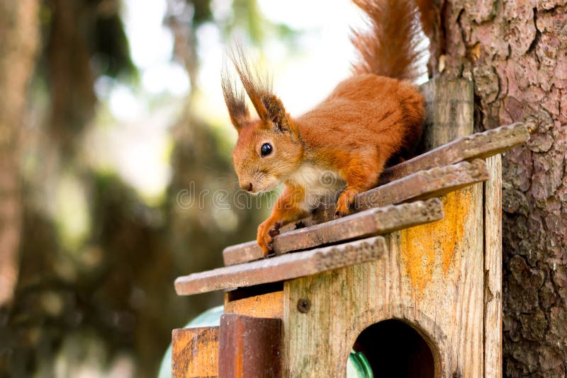 Red Squirrel in Front on a Tree. Forest Animals Stock Photo - Image of ...