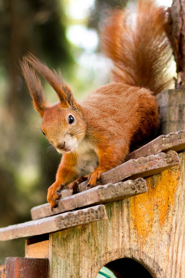 Red Squirrel in Front on a Tree. Forest Animals Stock Photo - Image of ...