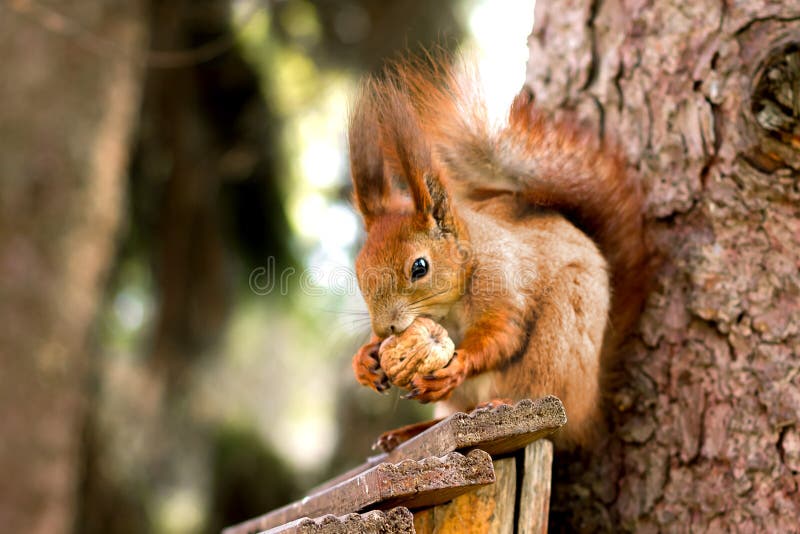 131 Squirrel No Background Stock Photos - Free & Royalty-Free Stock ...