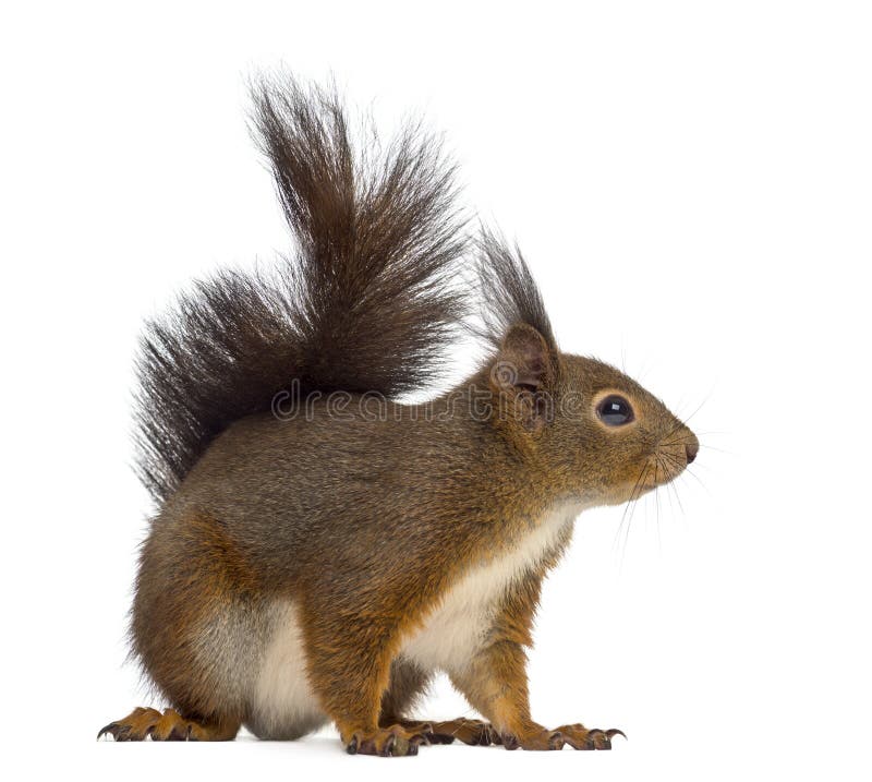 448 Squirrel Front White Background Stock Photos - Free & Royalty-Free ...