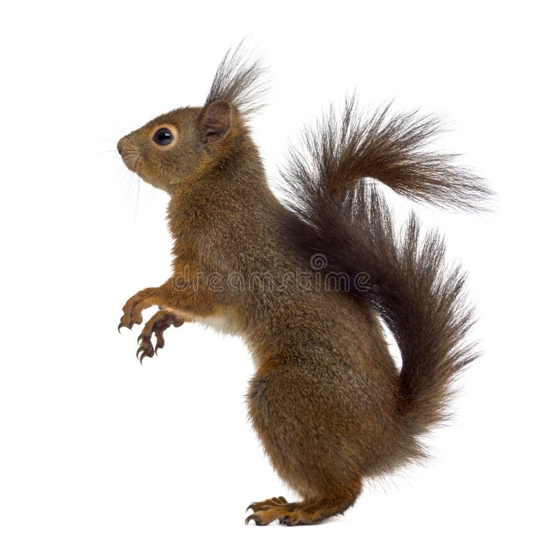 131 Squirrel No Background Stock Photos - Free & Royalty-Free Stock ...