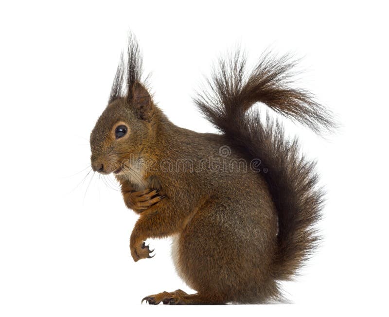 131 Squirrel No Background Stock Photos - Free & Royalty-Free Stock ...