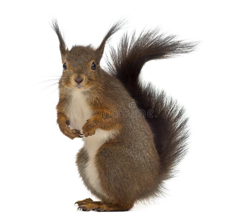 Red squirrel stock image. Image of looking, vertebrate - 60164821