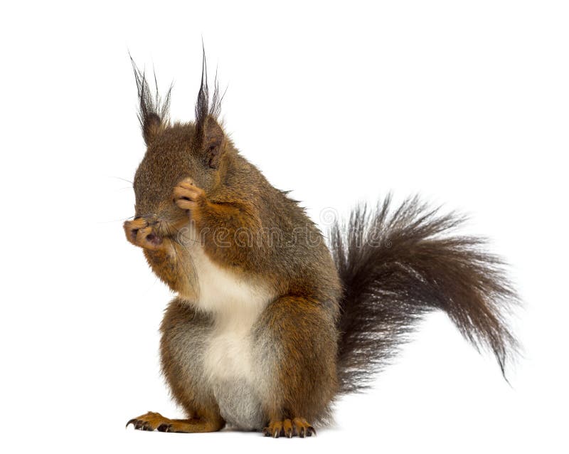 243 Scared Squirrel Stock Photos - Free & Royalty-Free Stock Photos ...