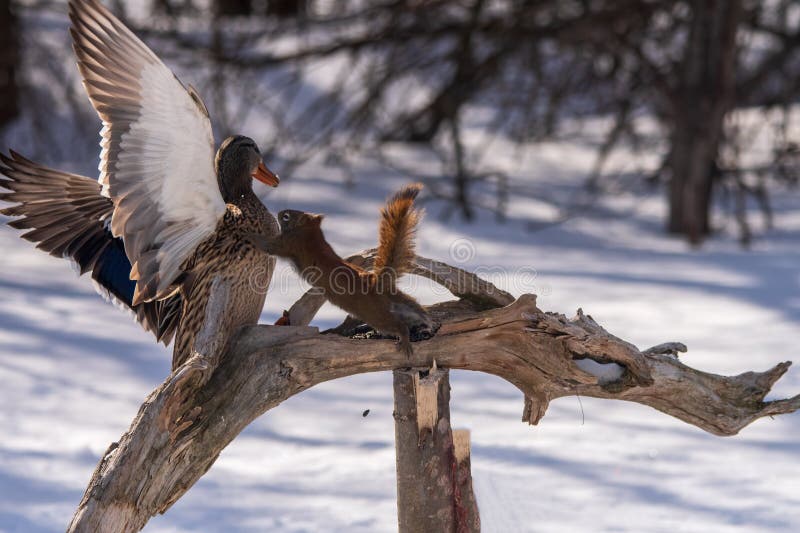Red Squirrel Gets Agressive Stock Photo - Image of plant, leaf: 270122146