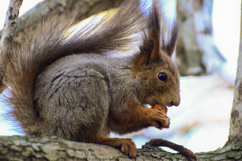 Ginger Squirrel Gnaws a Nut while Sitting on a Branch Stock Photo ...