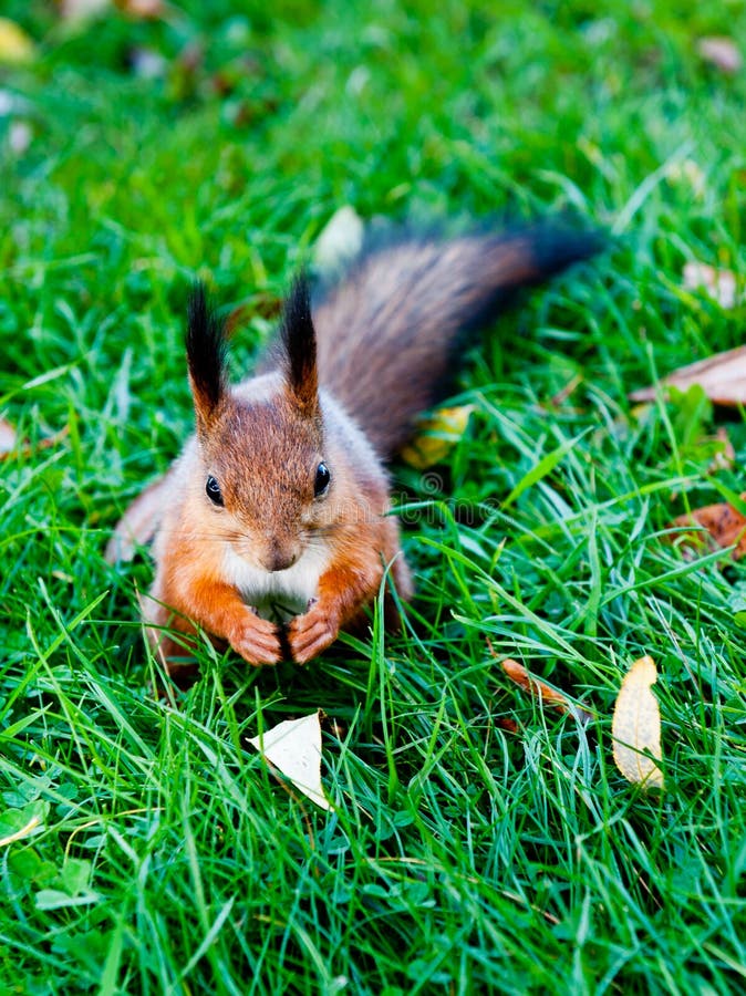Red squirrel stock image. Image of leafage, russian, squirrel - 50435823