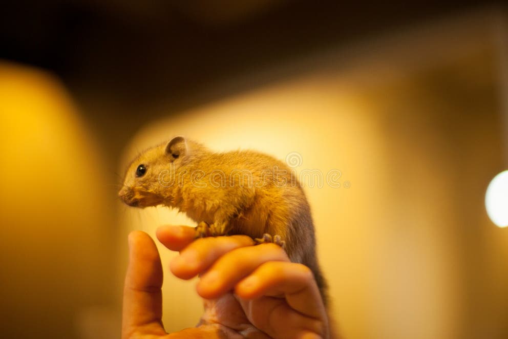 Red squirrel stock image. Image of vertebrate, eurasian - 69918203