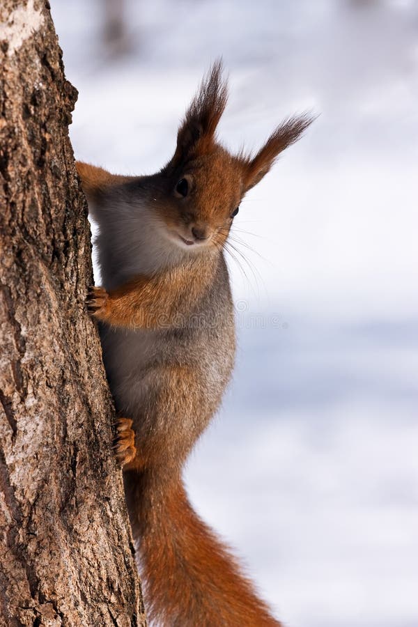Red Squirrel Hanging on Tree Stock Image - Image of animals, tail: 14000435