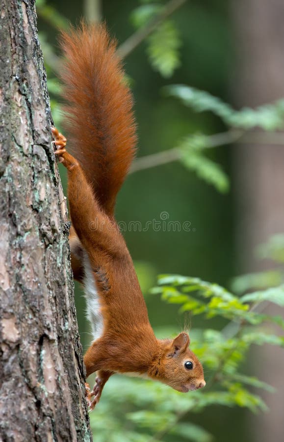Red Squirrel stock image. Image of cute, adorable, funny - 35334735