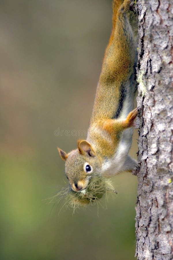 Squirrel Collecting Nesting Material Stock Photos - Free & Royalty-Free ...