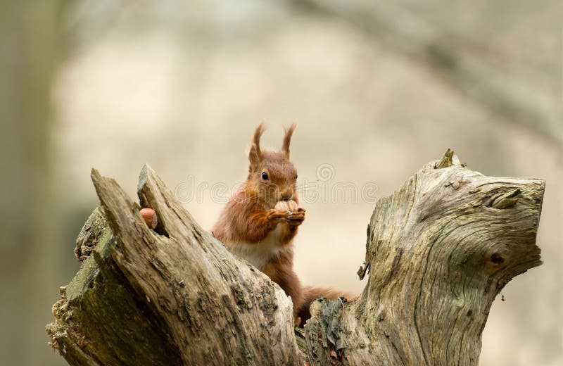Red Squirrel and Hazelnut stock photo. Image of season - 30068058