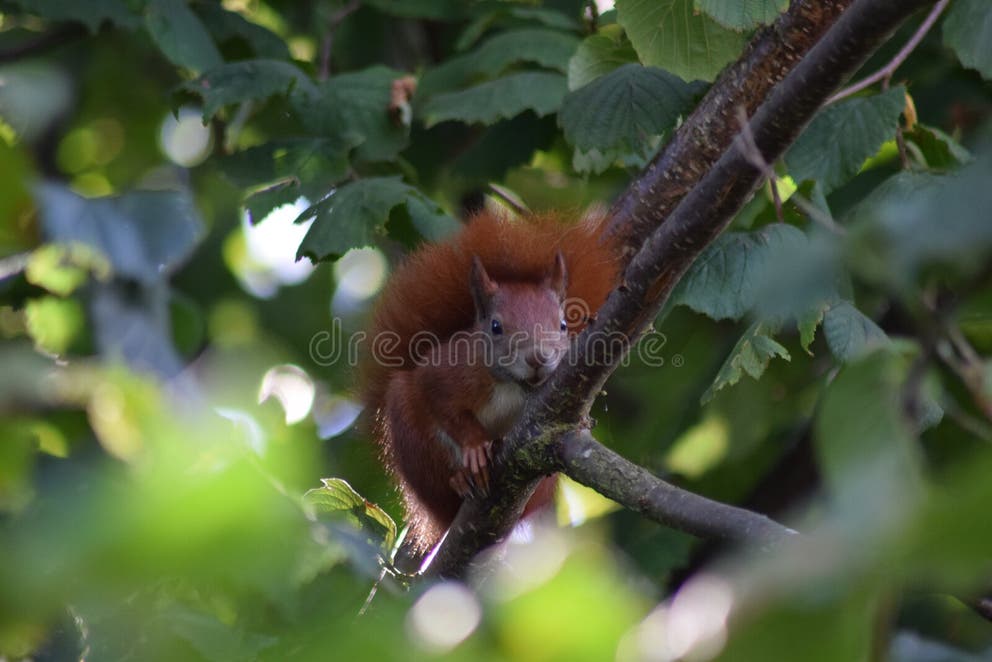 Red Squirrel in a Hazelnut Tree Stock Image - Image of sciuridae, bush ...