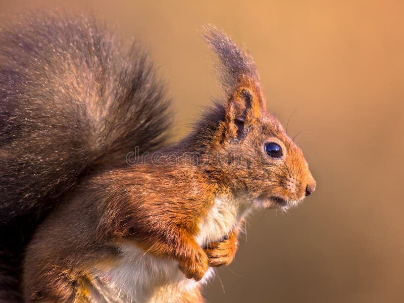 Squirrel in head wind stock photo. Image of paint, nature - 24373408
