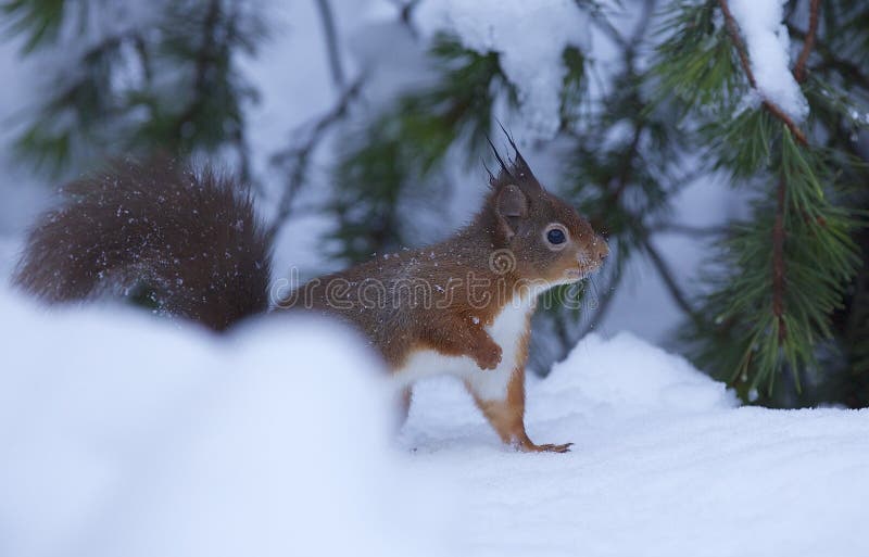 Tuftie Swim Stock Photos - Free & Royalty-Free Stock Photos from Dreamstime