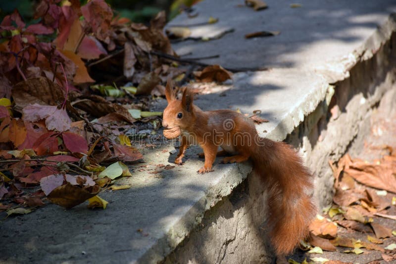A Red Squirrel Holds a Walnut in Its Teeth and Runs Along the Curb in ...