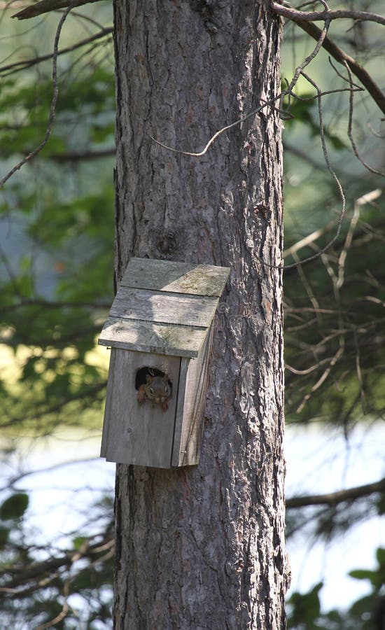 Red Squirrel in House on Tree Stock Image - Image of rodent, cute: 17935309