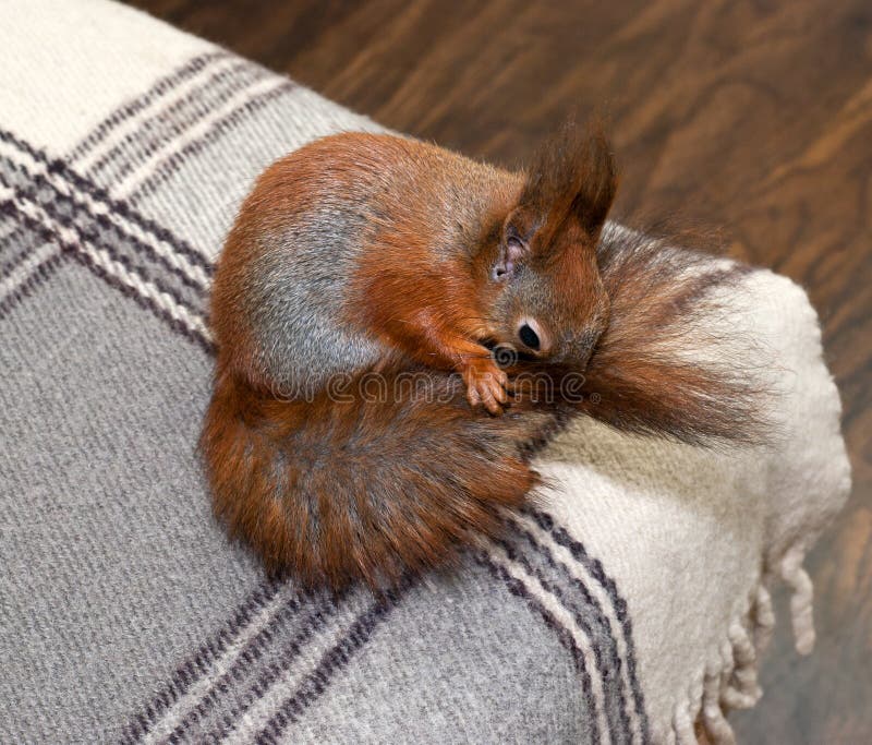 Red squirrel in the house stock photo. Image of rodent - 36021256