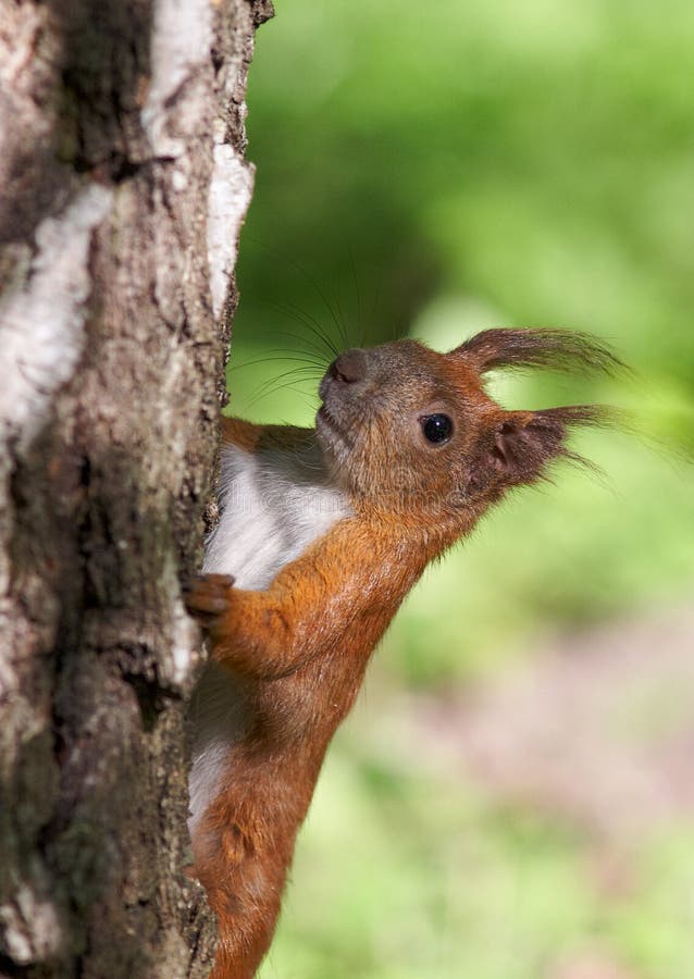 Red Squirrel on a Huge Pine Tree in Wood, Sniffing in the Air. Close Up ...