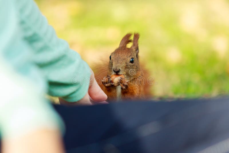 Red squirrel and human. stock image. Image of animal - 40776847