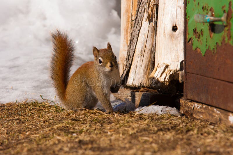 Squirrel Itch Stock Photos - Free & Royalty-Free Stock Photos from ...