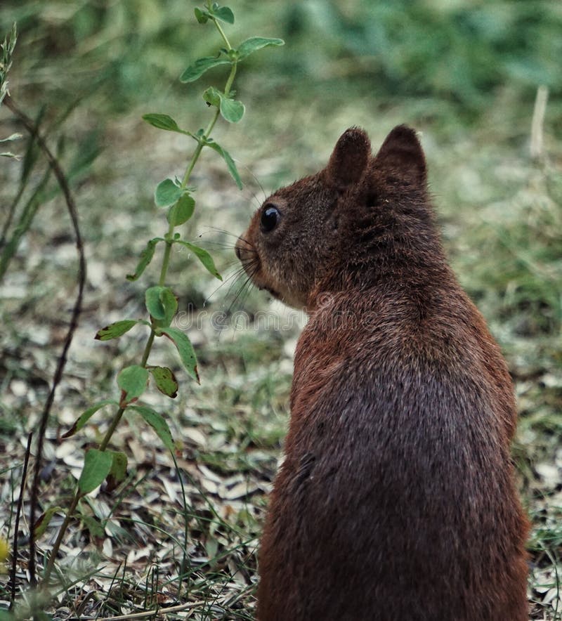 A Red Squirrel with Its Back To the Camera Stock Photo - Image of ...