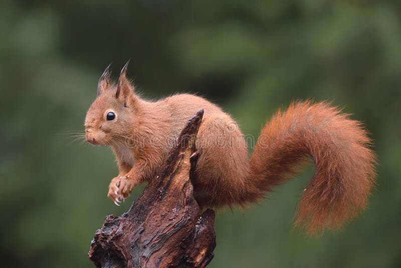 Red Squirrel in a Dutch Forrest Stock Photo - Image of dutch, nature ...