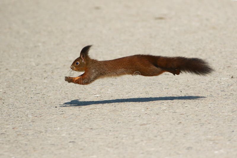 Red Squirrel Jumping. Cute Eurasian Red Squirrel Sciurus Vulgaris Jumps ...