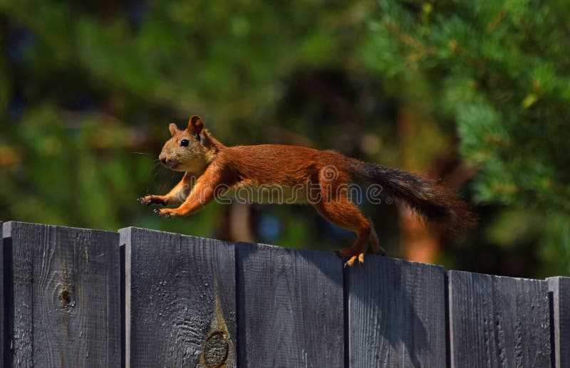 Running, Jumping Squirrel on the Fence Stock Image - Image of nature ...
