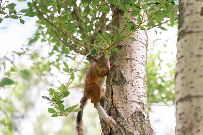 Red Squirrel Jumping on a Tree on a Summer Day Stock Image - Image of ...