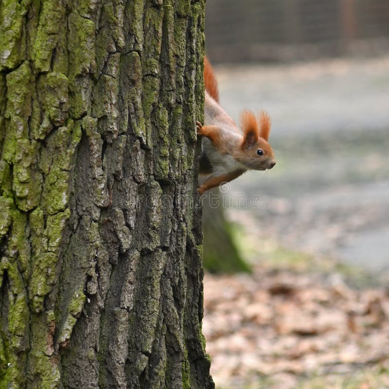 Red Squirrel Jumping. Cute Eurasian Red Squirrel Sciurus Vulgaris Jumps ...