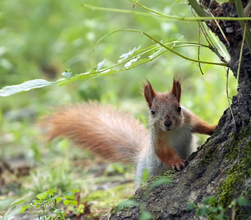 Red squirrel largely stock image. Image of mammal, eyes - 26873637