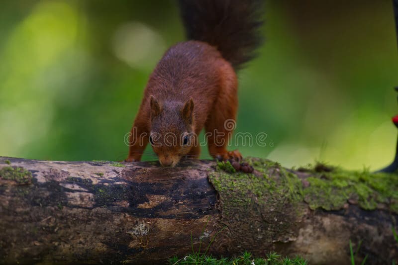 Red Squirrel on a Log Sniffing Stock Image - Image of freedom, voyage ...