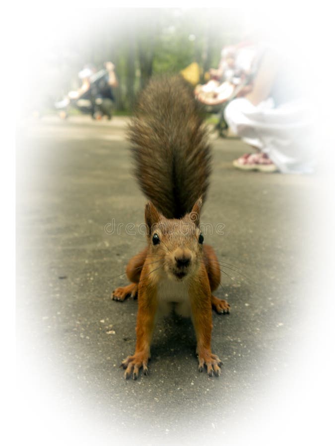 Red Fluffy Squirrel Looking Directly Forward Front View Stock Image ...
