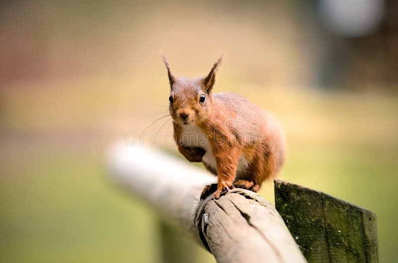 Red Squirrel Looking Ahead with Tufted Ears Stock Photo - Image of ...