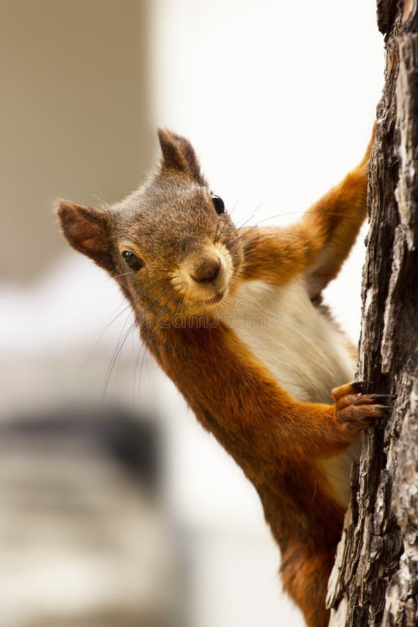 750 Squirrel Behind Tree Stock Photos - Free & Royalty-Free Stock ...