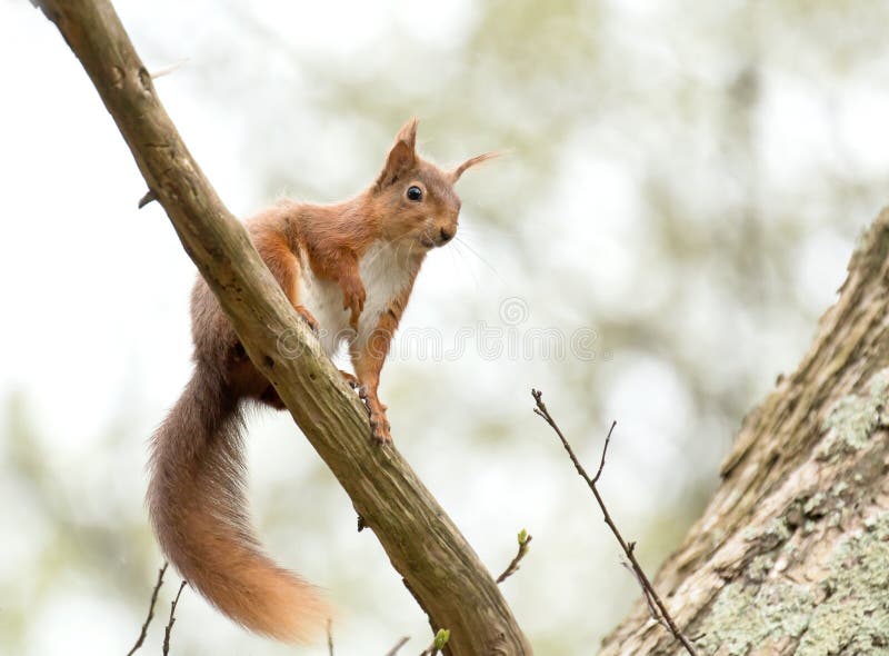 Red Squirrel Looking Down from Tree Branch Stock Image - Image of ...