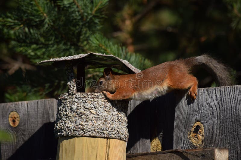 Squirrel Looking for Nuts in the Feeder on the Fence Stock Photo ...