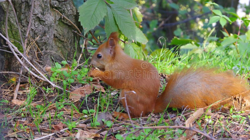 A Red Squirrel is Looking for Something in the Park. Stock Photo ...