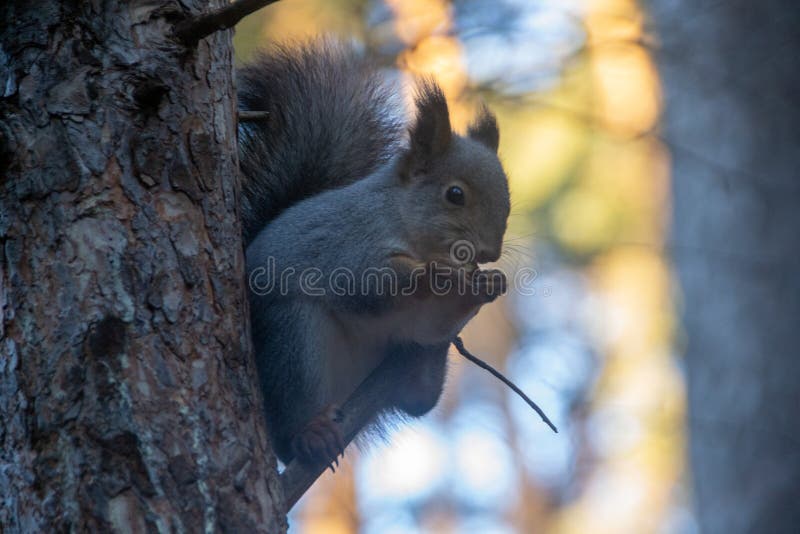 Red squirrel at lunch stock photo. Image of fluffy, lunch - 233937264