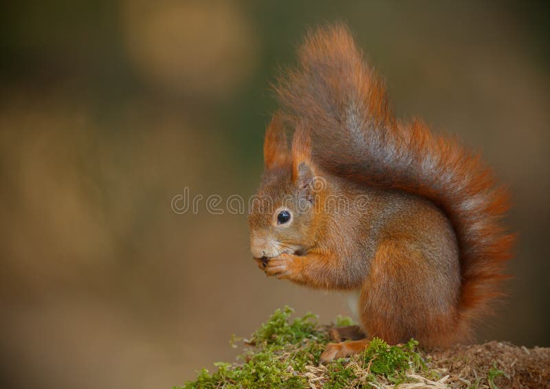 Red Squirrel Near Fairy Castle. Wolfsburg, Germany Editorial Image ...