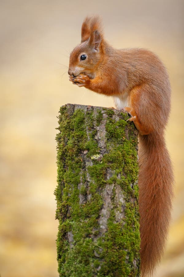 Autumn red squirrel stock image. Image of fall, curious - 47012653