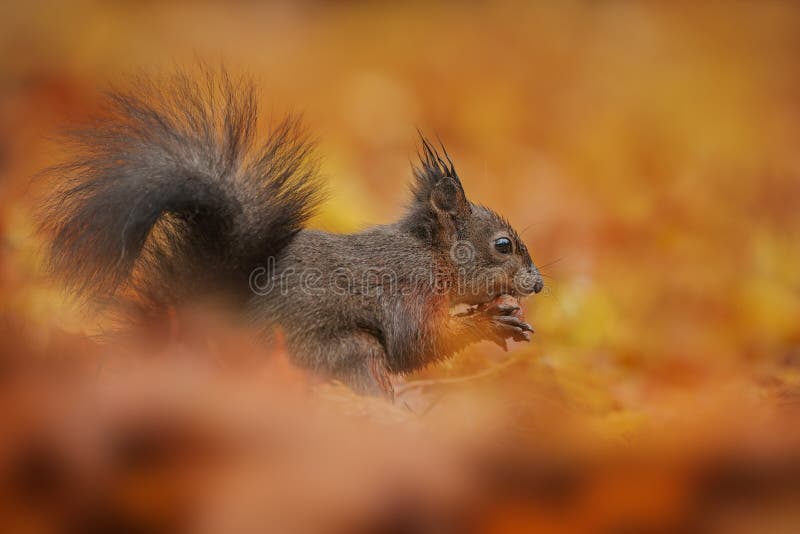 Autumn red squirrel stock image. Image of fall, curious - 47012653