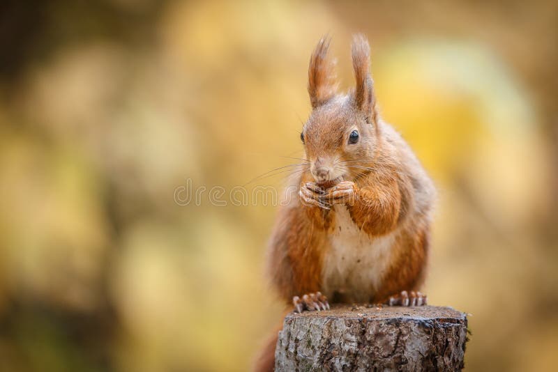 Red Squirrel Munching on a Hazel Nut Stock Photo - Image of pose ...