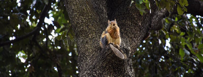 Red Squirrel in the Natural Environment Stock Image - Image of nature ...