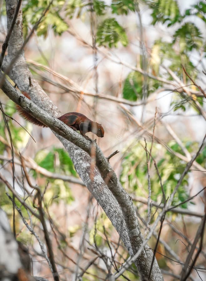 The Red Squirrel in the Nature Stock Image - Image of hunter, pets ...