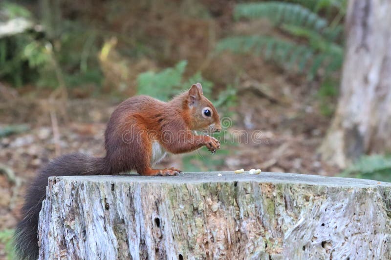 Red Squirrel Nibbling on a Tree Stump in the Forest Stock Photo - Image ...