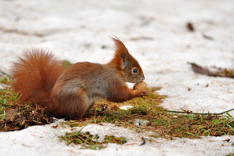 Red squirrel with nut stock photo. Image of needles, fauna - 19291366