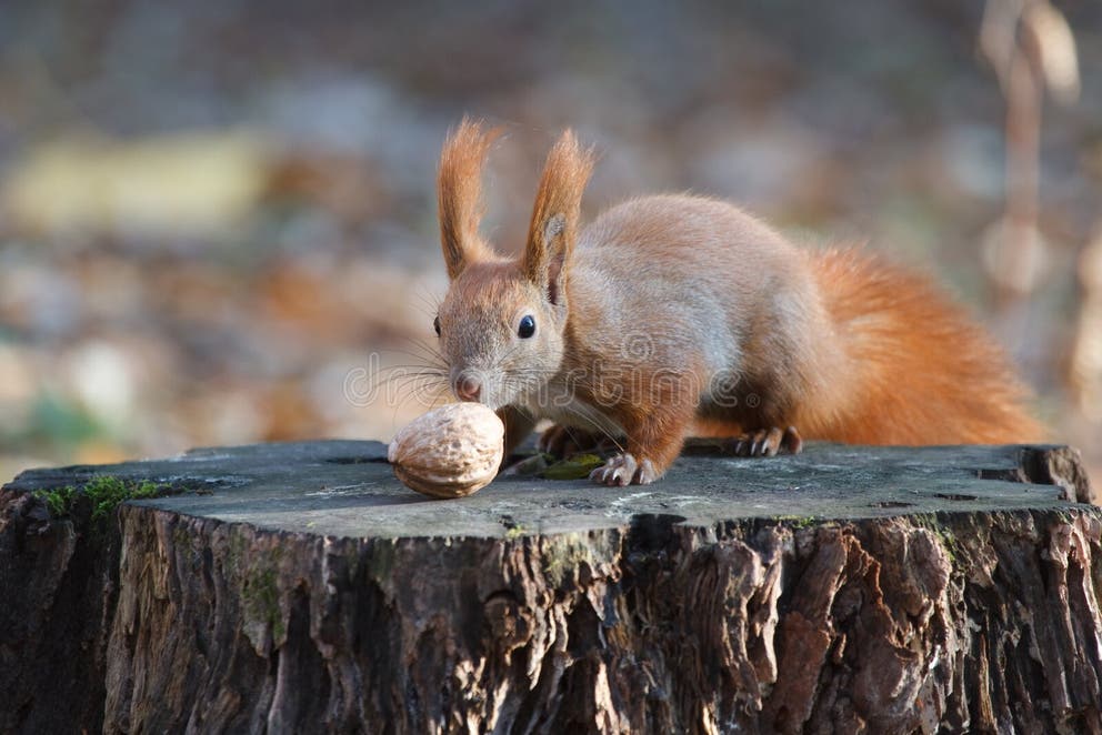 Red squirrel with nut stock image. Image of view, tail - 27558285