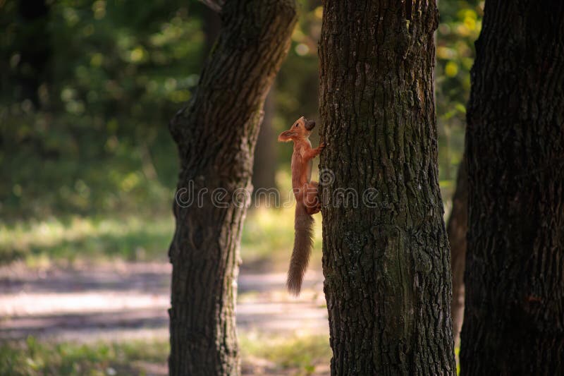 144 Squirrel Running Up Tree Stock Photos - Free & Royalty-Free Stock ...